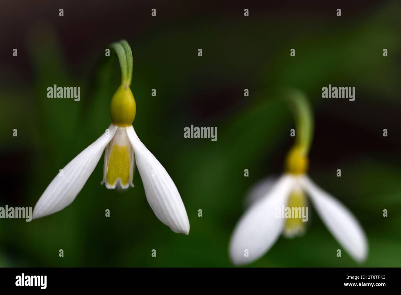 Galanthus plicatus Wendys Gold;yellow snowdrop,yellow snowdrops, hybrid ...