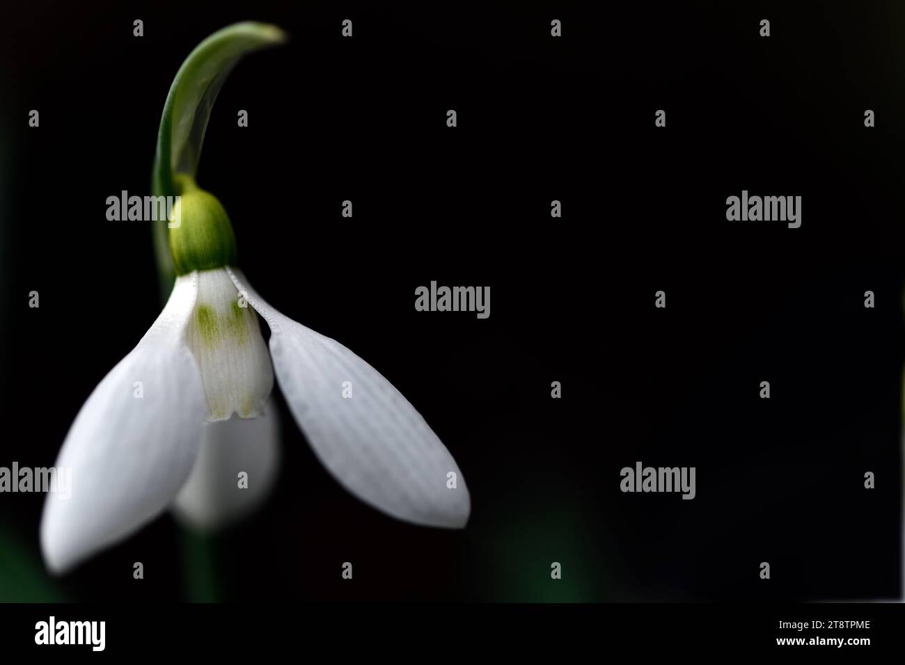 Galanthus Yashmak,hybrid galanthus; hybrid snowdrops; hybrids; snowdrop ...