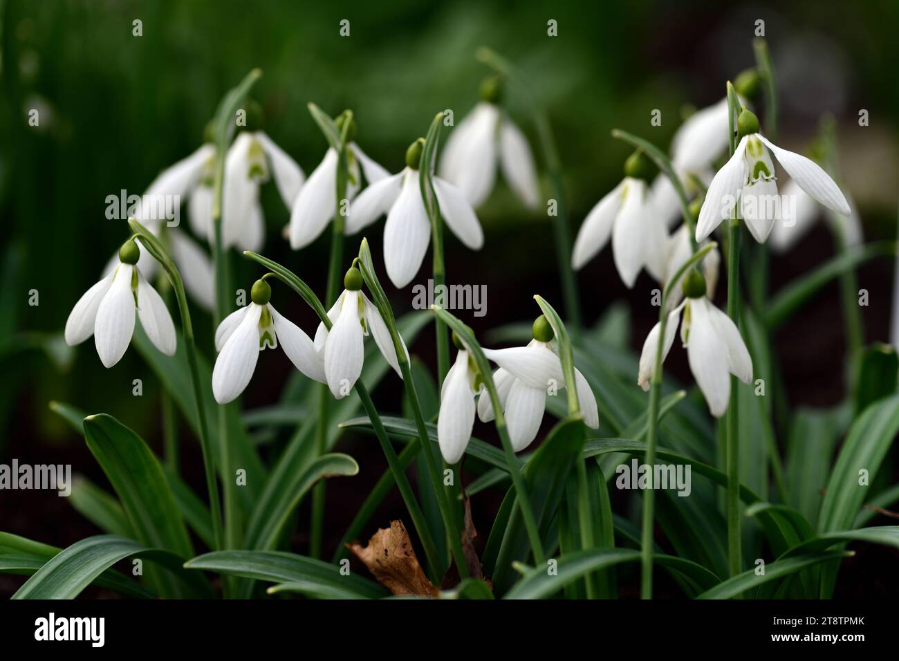 Woodtown hi-res stock photography and images - Alamy