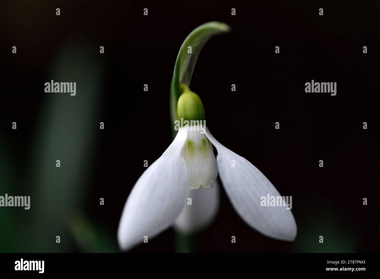 Galanthus yashmak hi-res stock photography and images - Alamy