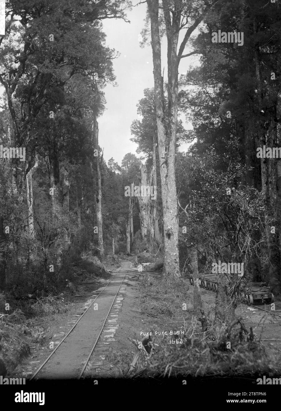 Logging railway track through bush at Pukepuke in Oroua County, View of ...