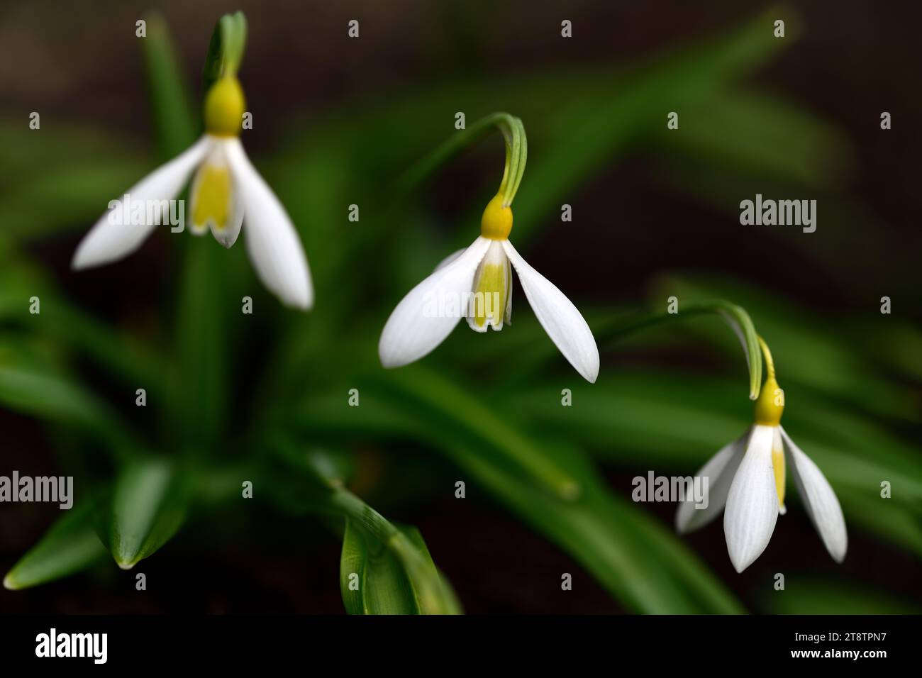 Galanthus plicatus Wendys Gold;yellow snowdrop,yellow snowdrops, hybrid ...