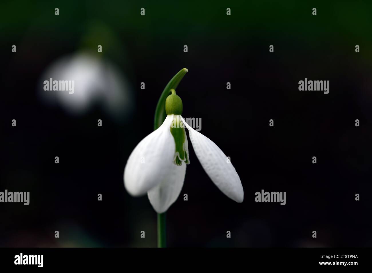 Galanthus waverley aristocrat hi-res stock photography and images - Alamy