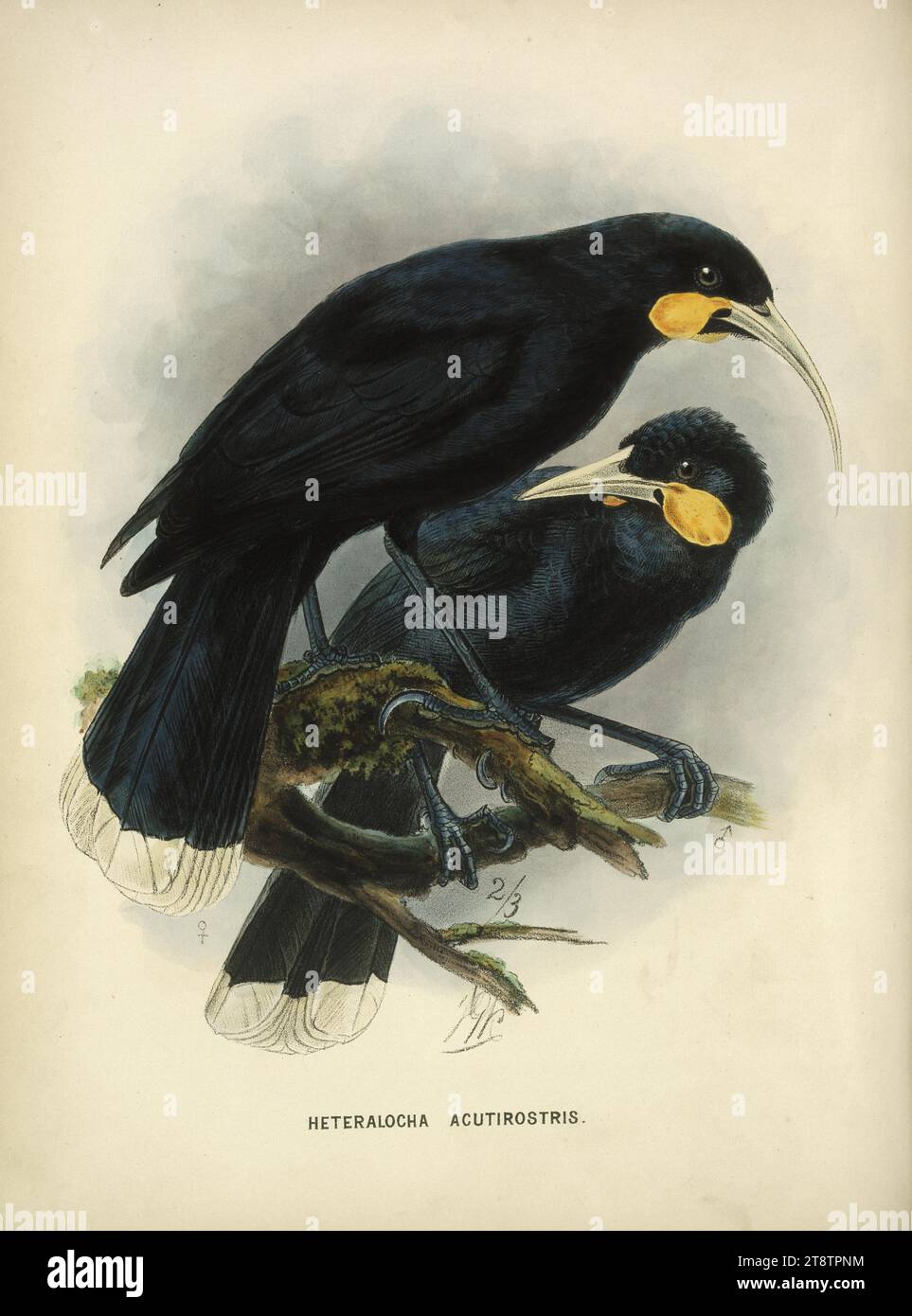 Female 2 3 natural size hi-res stock photography and images - Alamy