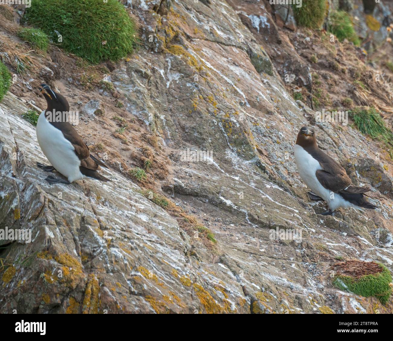Razor bill on rocks hi-res stock photography and images - Alamy