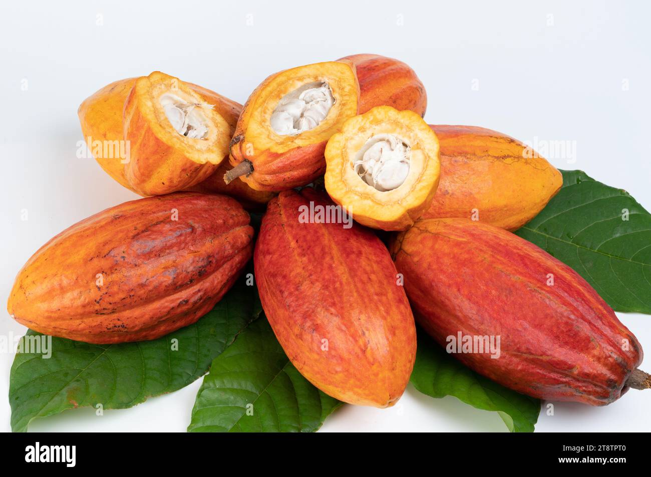 Close up of fresh cacao pods cut pile isolated on white studio ...