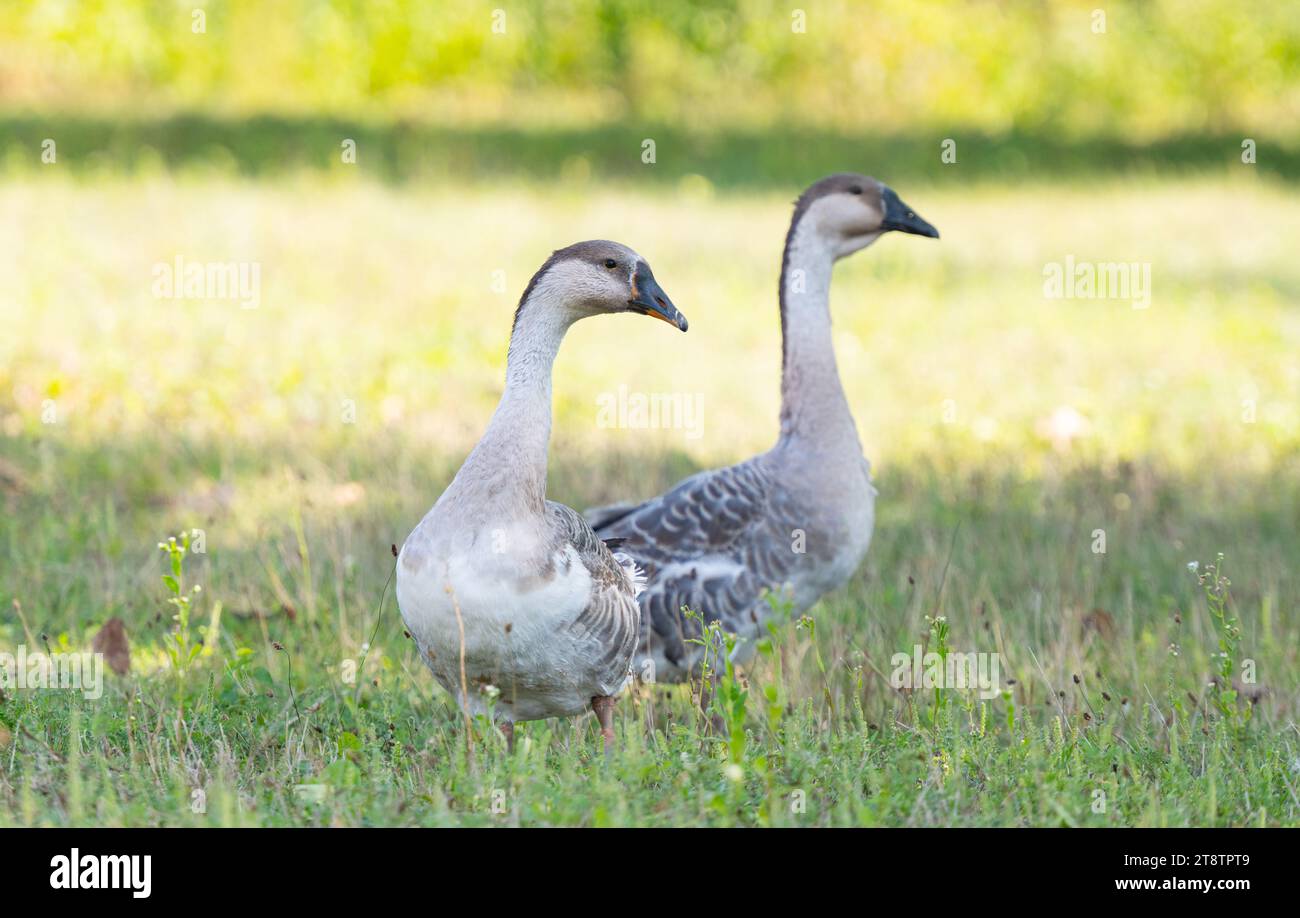 Graze geese hi-res stock photography and images - Alamy
