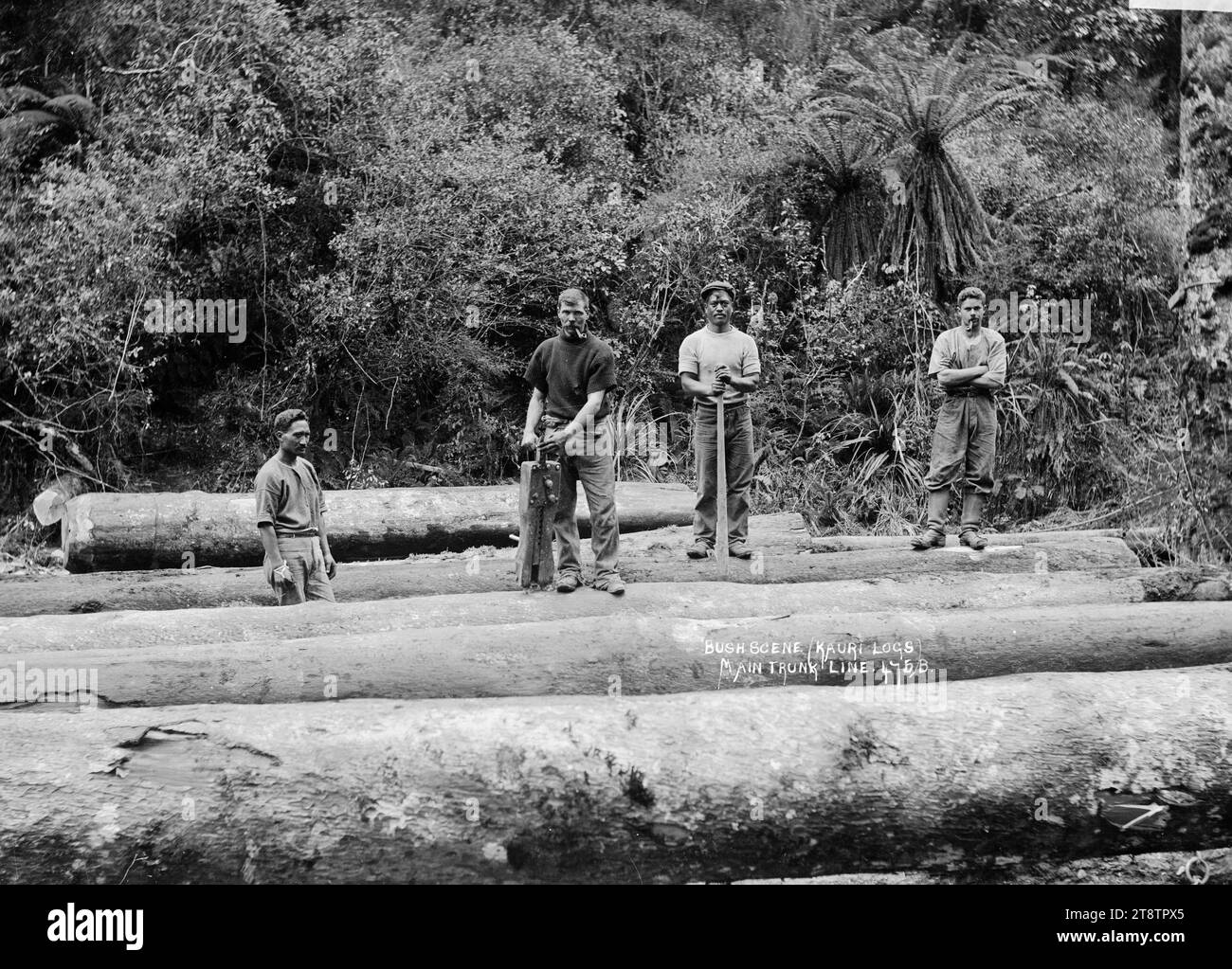 Bush scene on the main trunk line, North Island, Kauri ? logs and ...