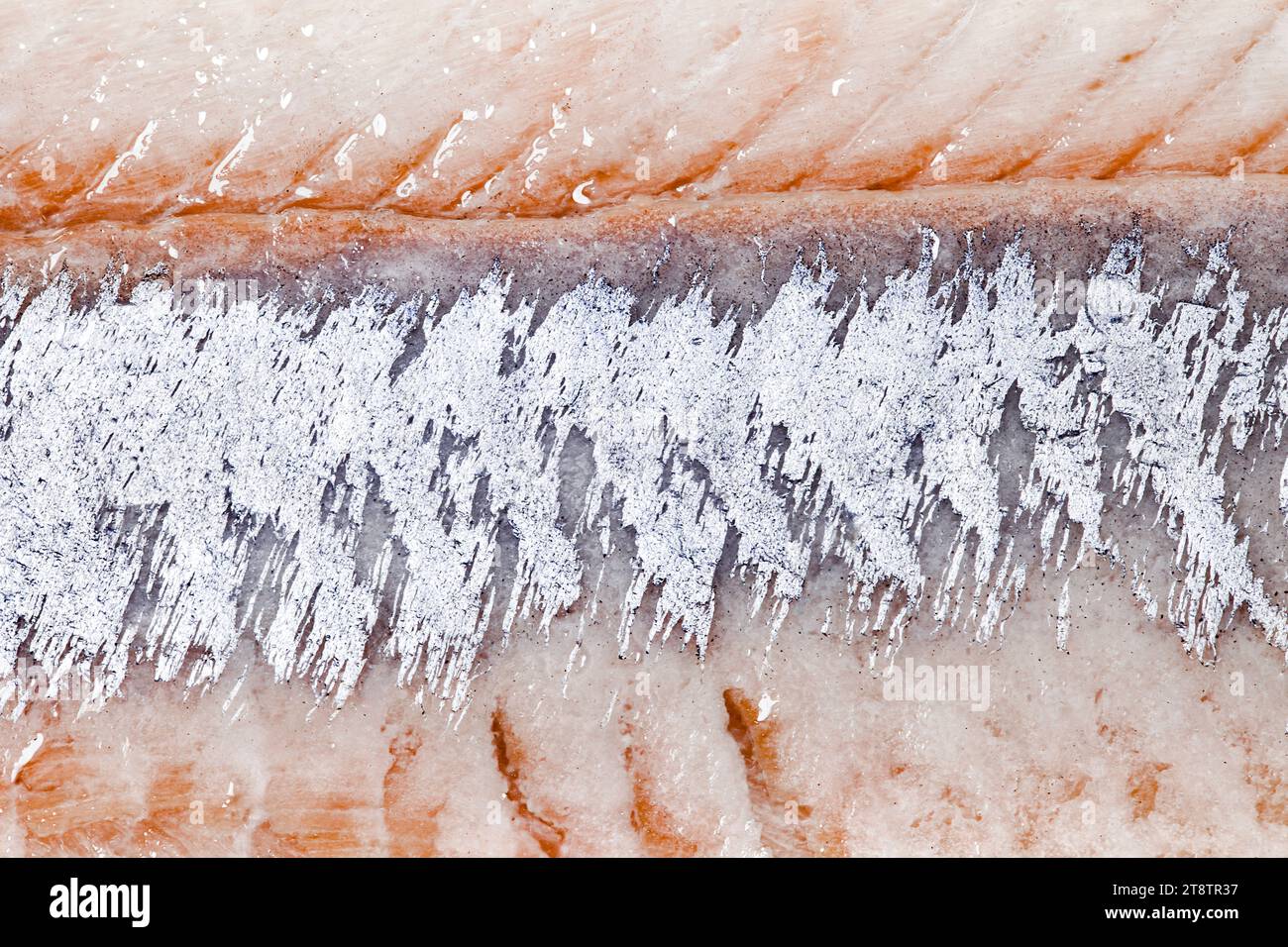 Herring close up view on fillet peeled from the skin traditional dutch ...