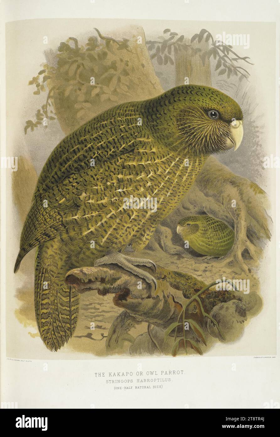 Keulemans, John Gerrard 1842-1912: The kakapo or owl parrot. Stringops ...