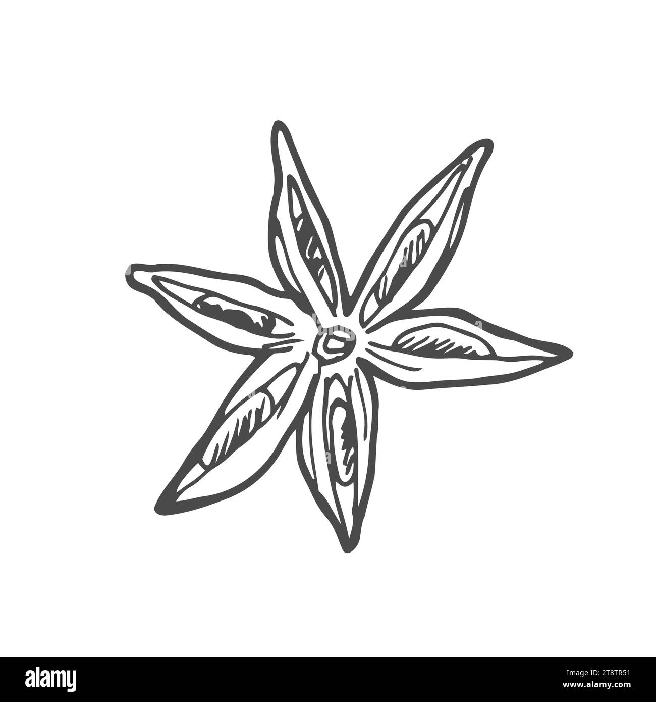 Star anise hand drawn vector illustration. Isolated sketch of anise ...
