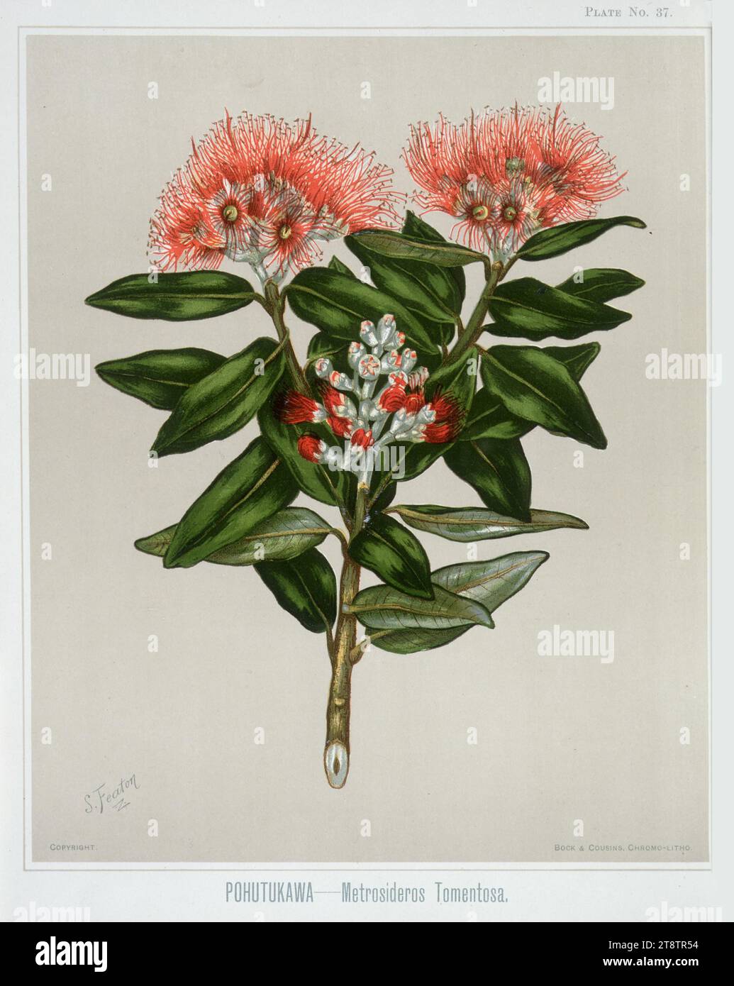 Featon, Sarah Anne, 1848-1927: Pohutukawa. Metrosideros tomentosa. Bock ...