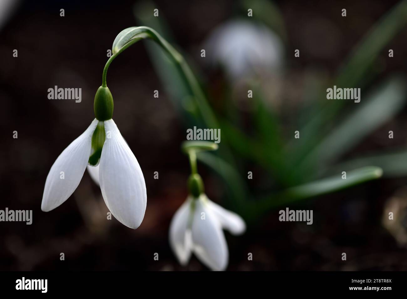 Galanthus dromard find hi-res stock photography and images - Alamy