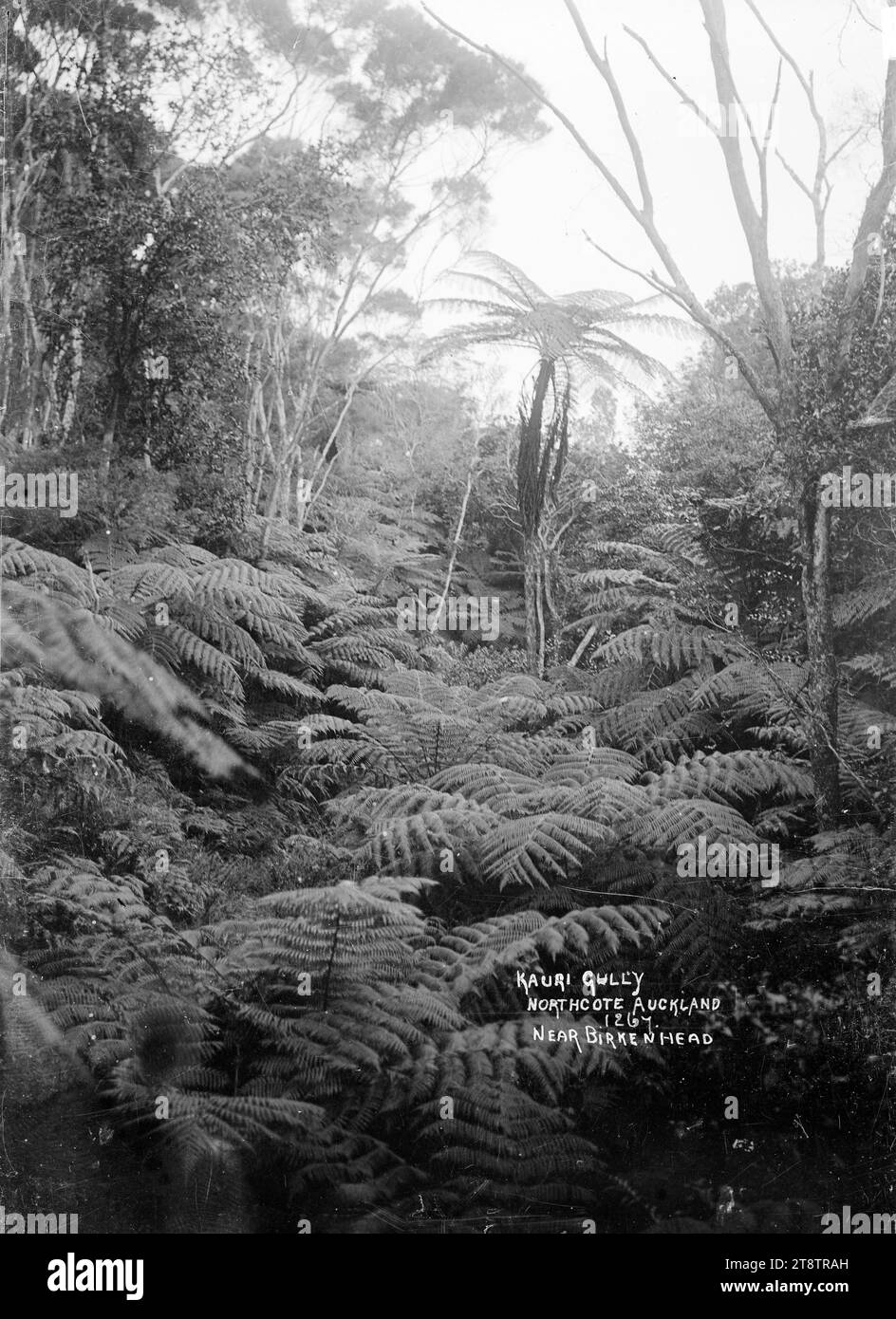 View of Kauri Gully, Northcote, Auckland, New Zealand, View of Kauri ...
