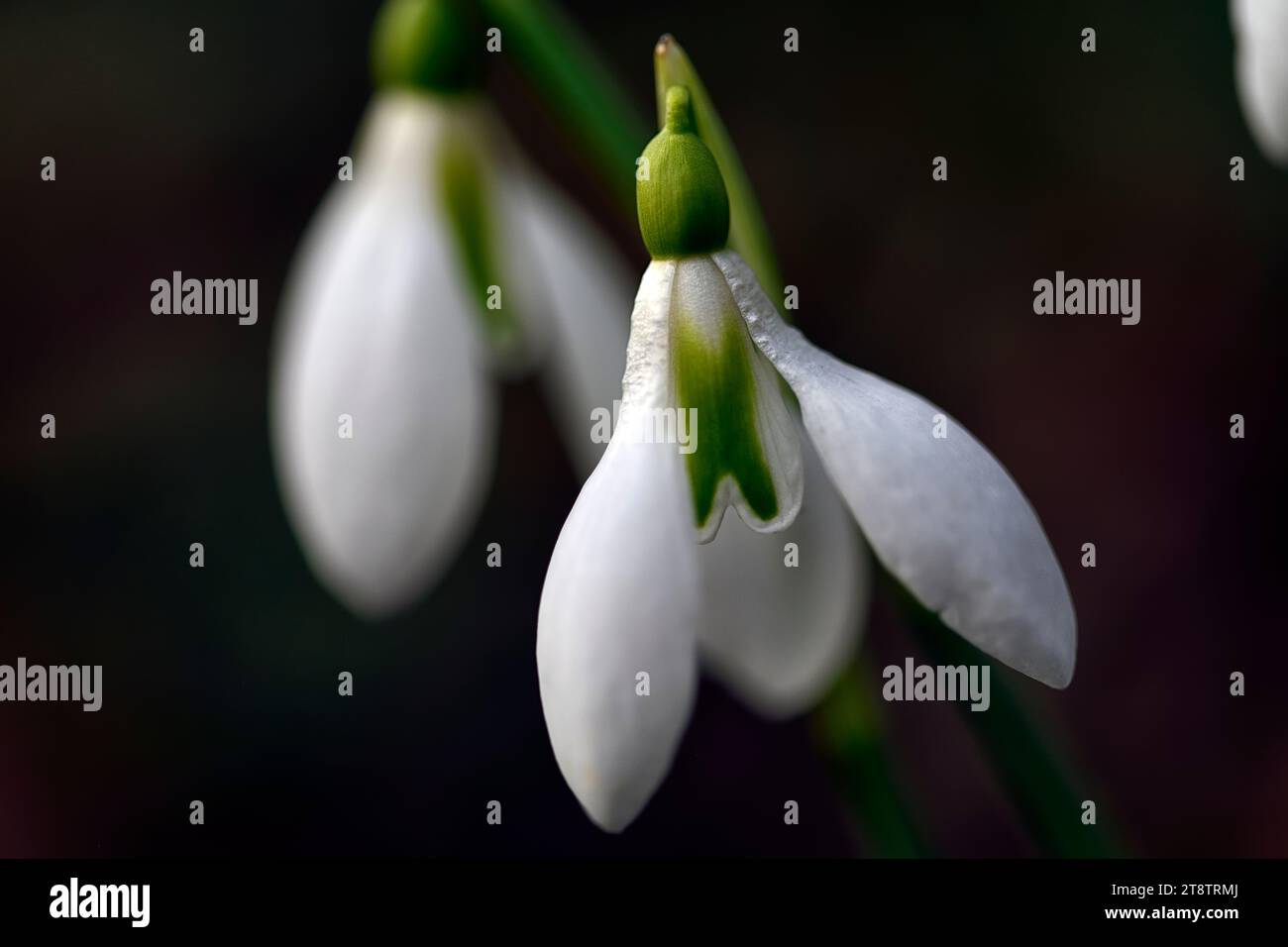 Galanthus Fieldgate Superb; hybrid snowdrop; hybrid galanthus; hybrid ...