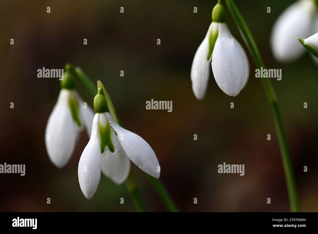 Galanthus fieldgate superb hi-res stock photography and images - Alamy