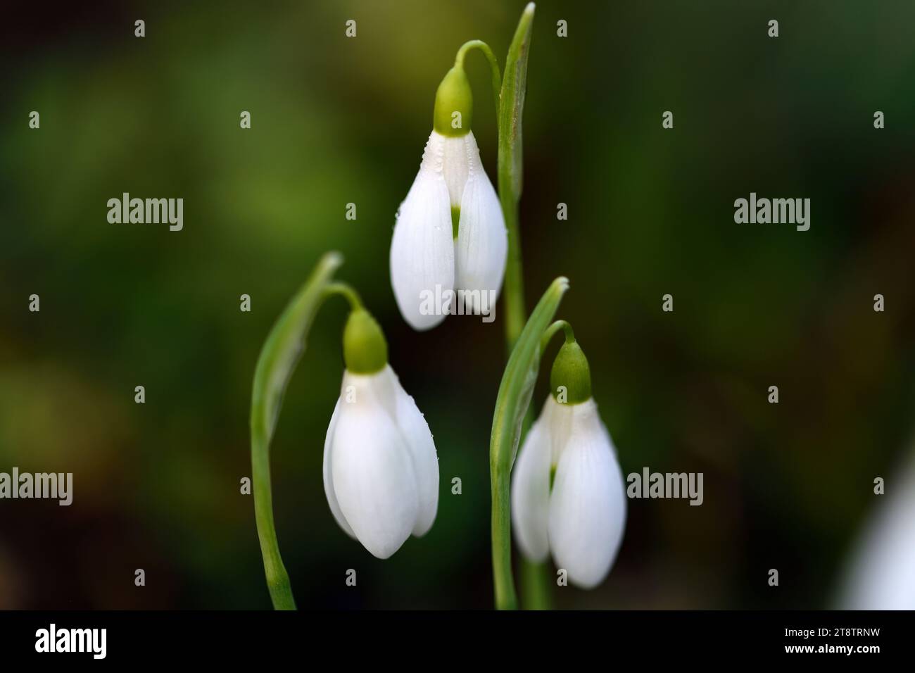 Long arching pedicels hi-res stock photography and images - Alamy