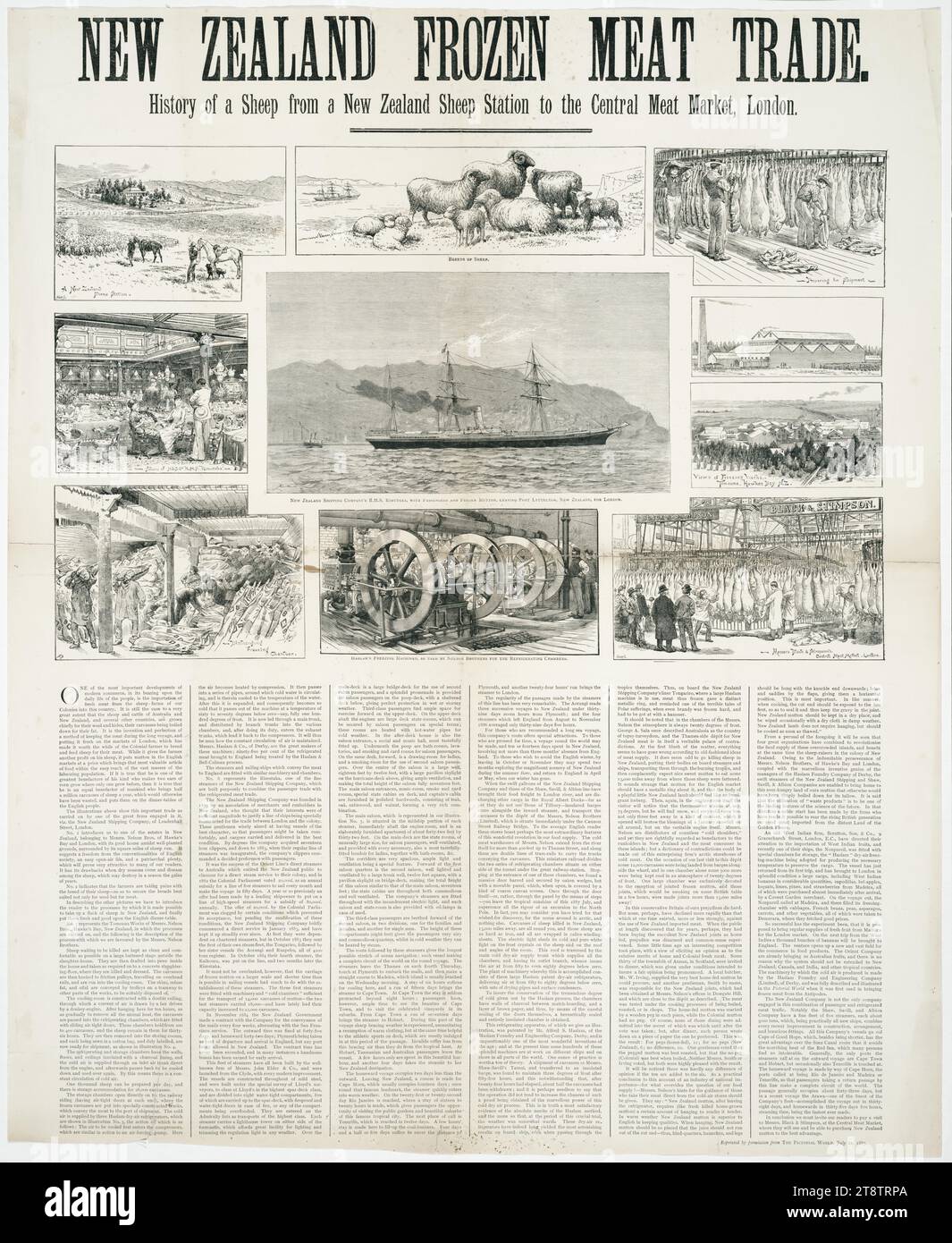 New Zealand frozen meat trade; history of a sheep from a New Zealand ...