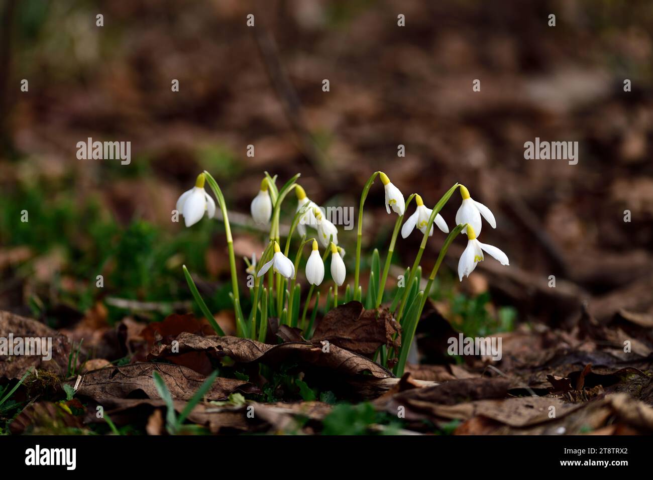 Galanthus nivalis sandersii hi-res stock photography and images - Alamy