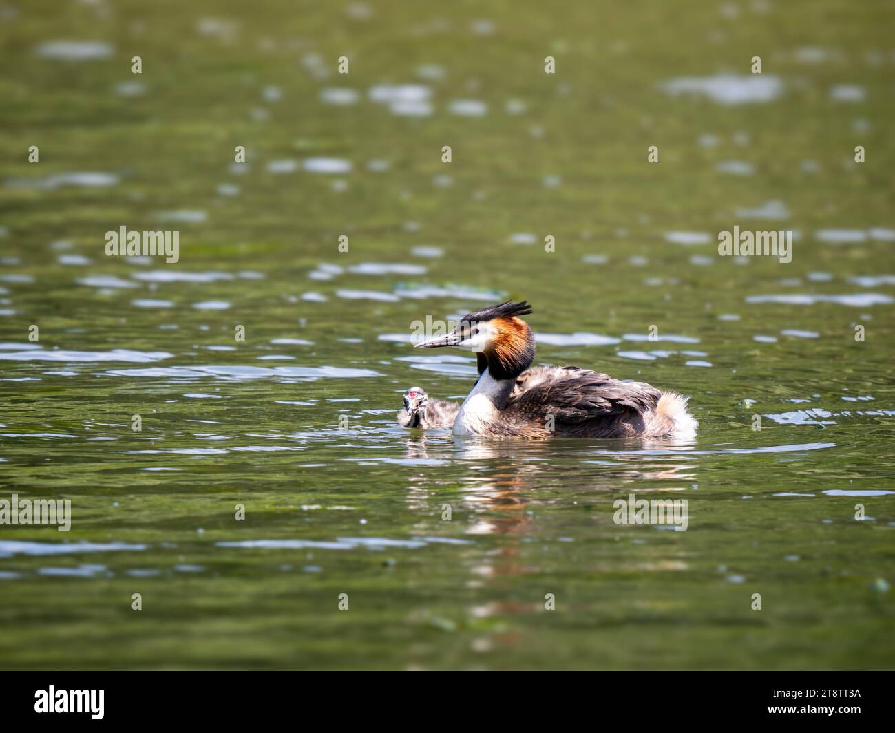 Female Great Crested Grebe with Chicks Stock Photo - Alamy
