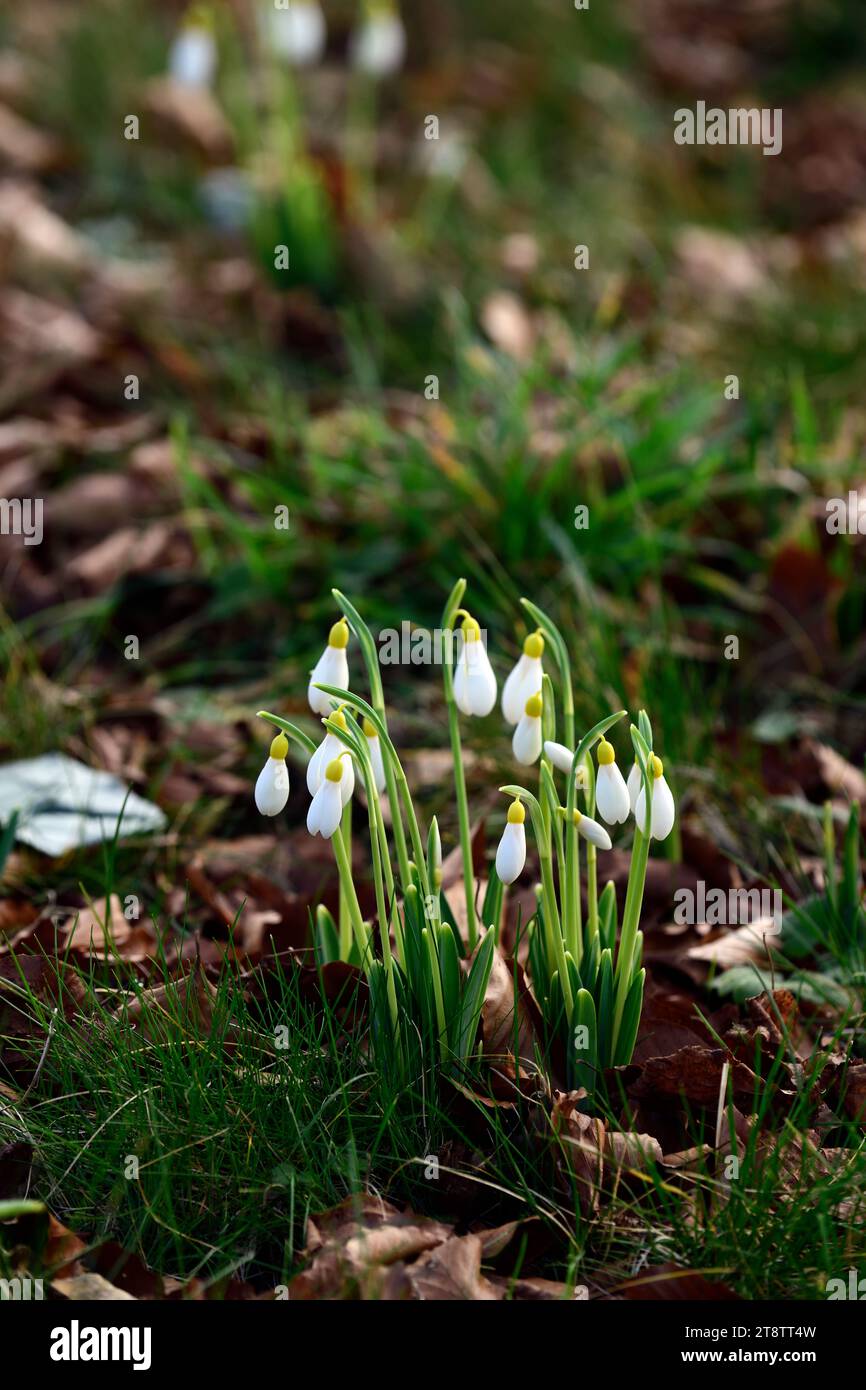 galanthus spindlestone surprise,yellow snowdrop,yellow snowdrops ...
