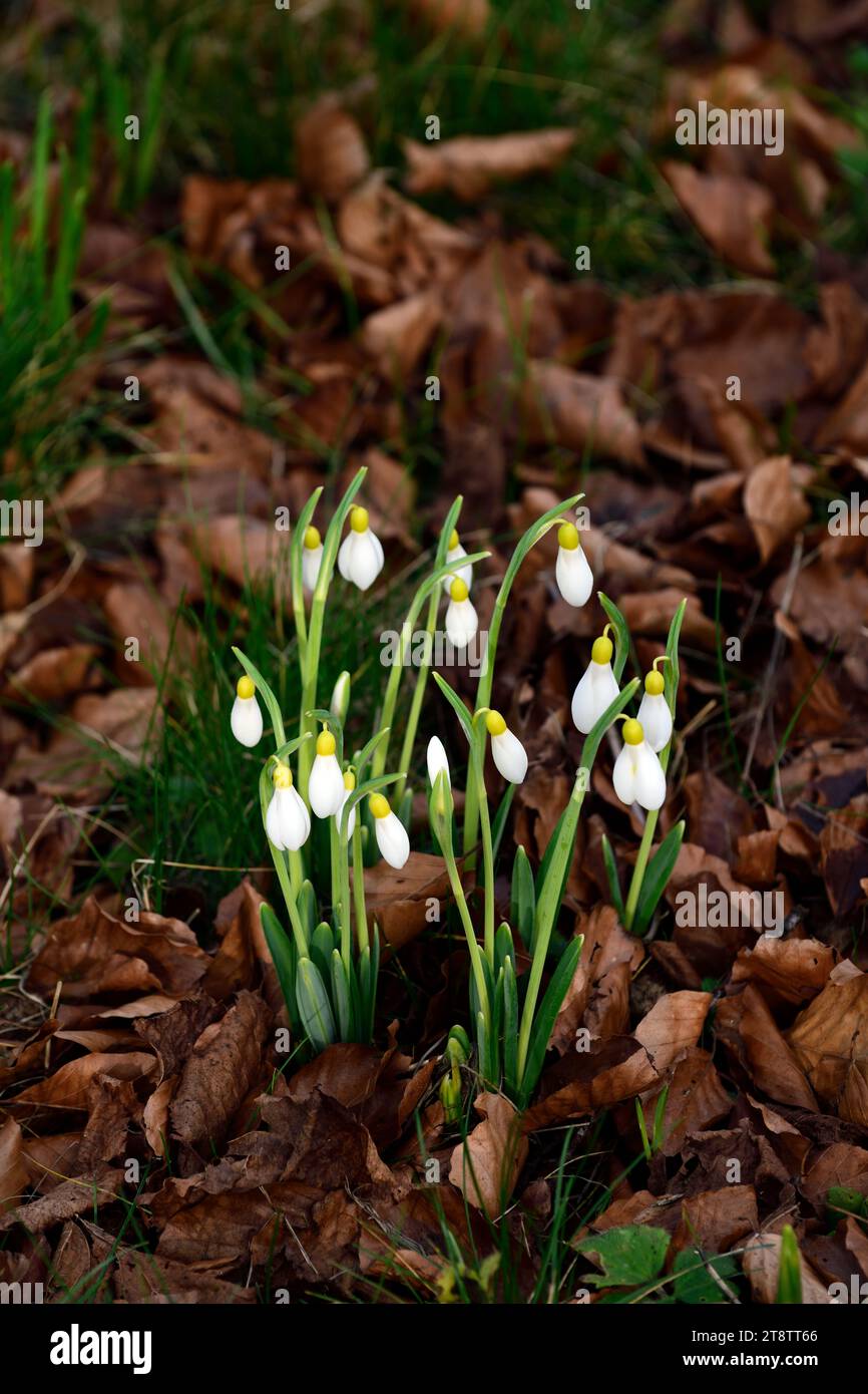 galanthus spindlestone surprise,yellow snowdrop,yellow snowdrops ...