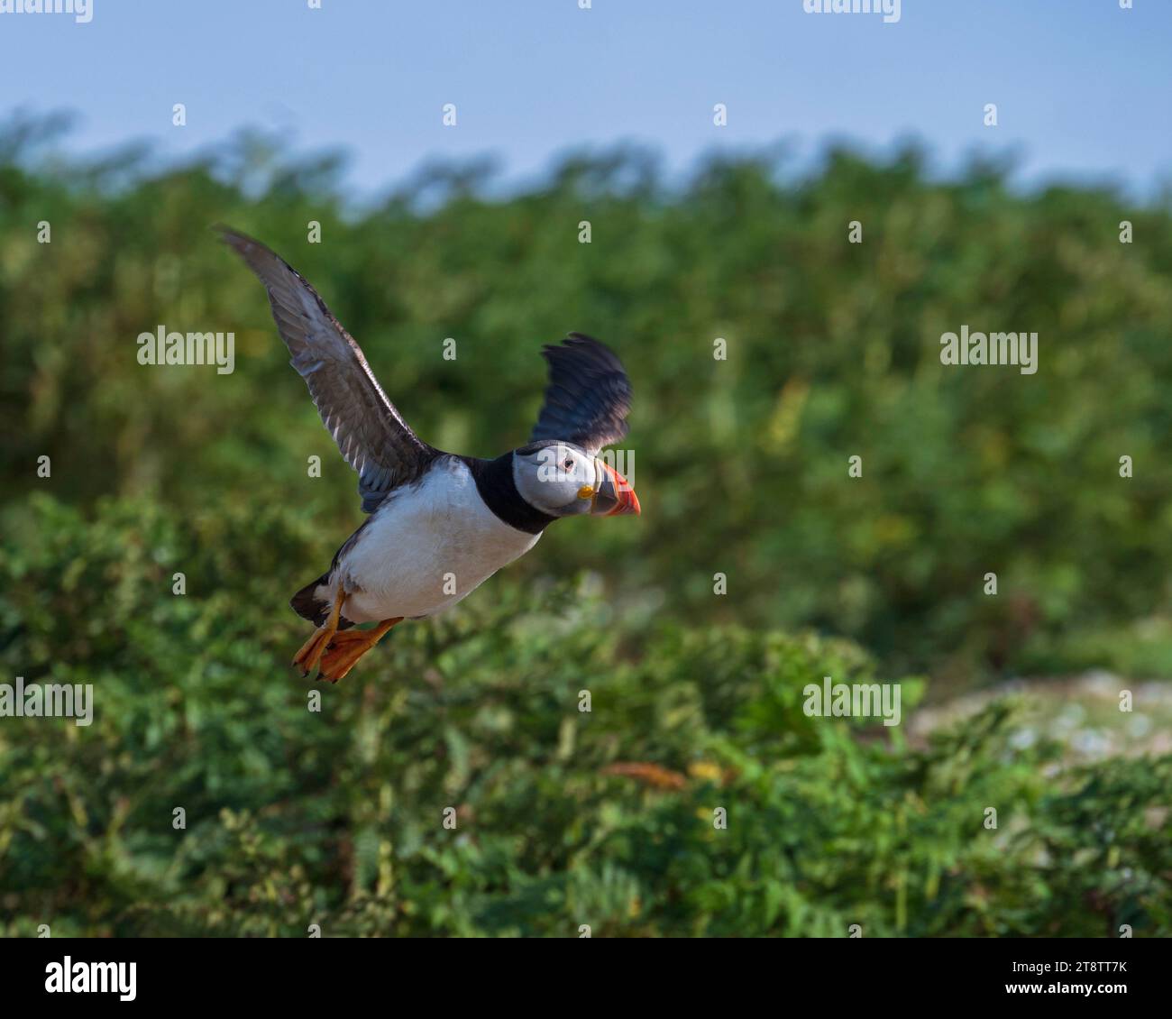 A puffin in flight, coming into land at High Cliff on Skomer Island ...