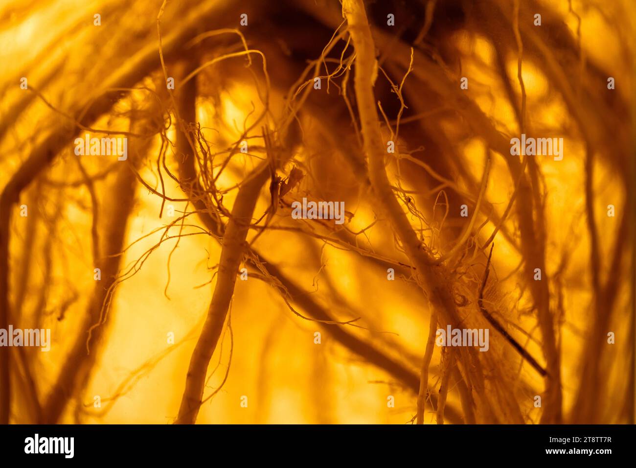 Root of medicinal plant in solution in glass bottle, old method of ...