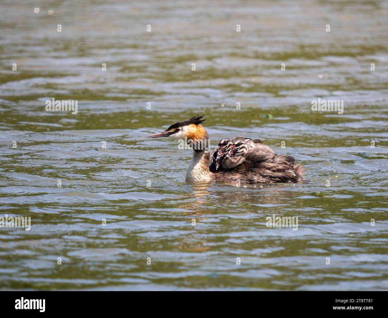 Female great crested grebe hi-res stock photography and images - Alamy