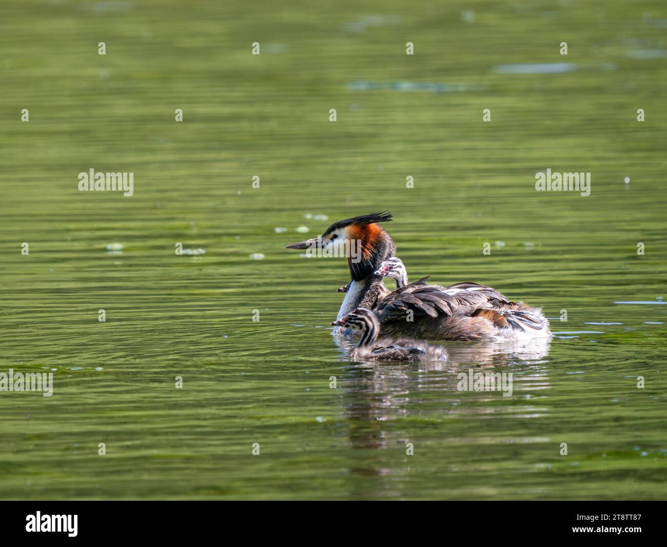 Female Great Crested Grebe with Chicks Stock Photo - Alamy