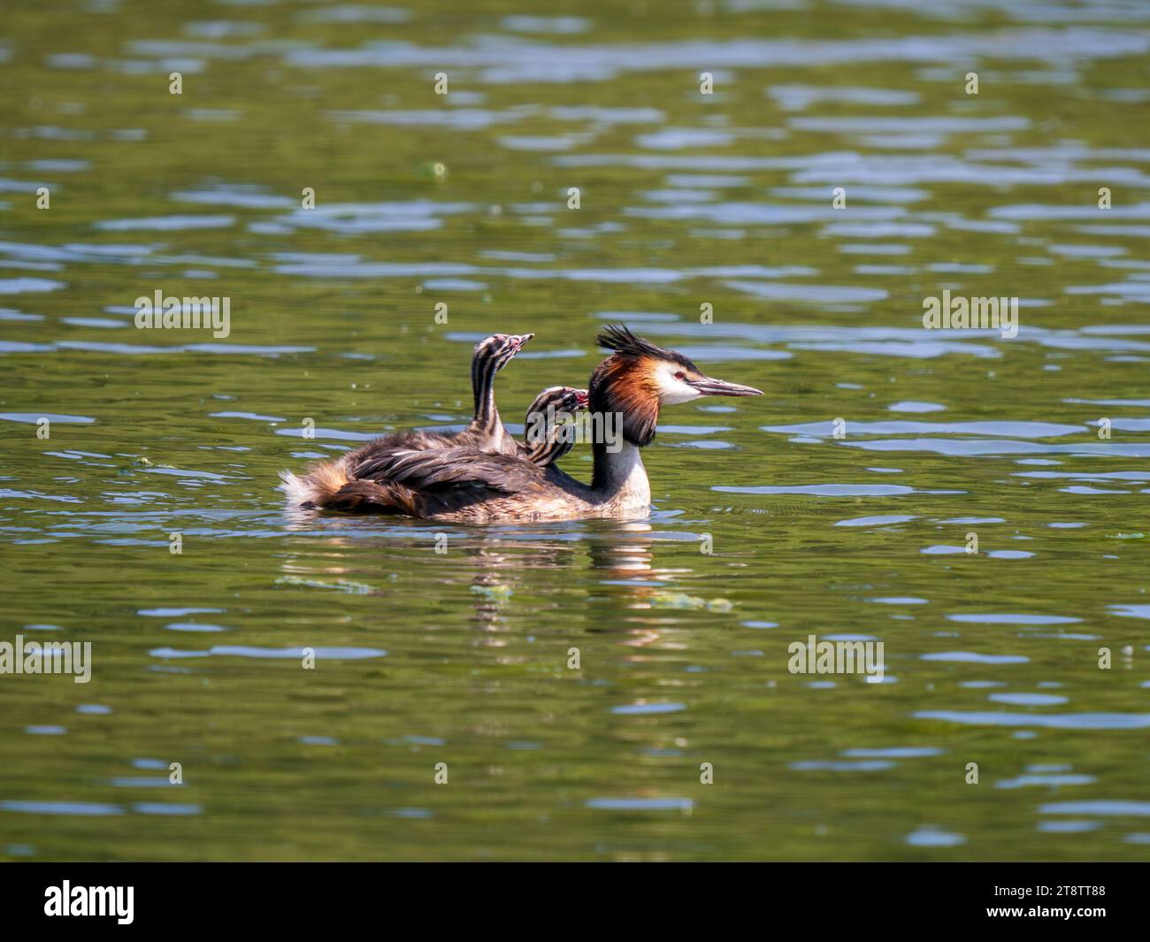 Female Great Crested Grebe with Chicks Stock Photo - Alamy