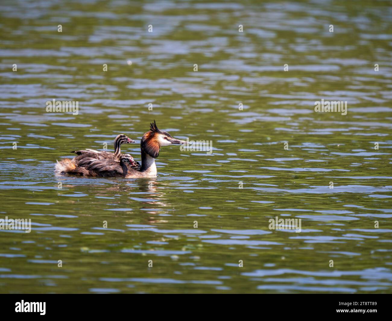 Female Great Crested Grebe with Chicks Stock Photo - Alamy