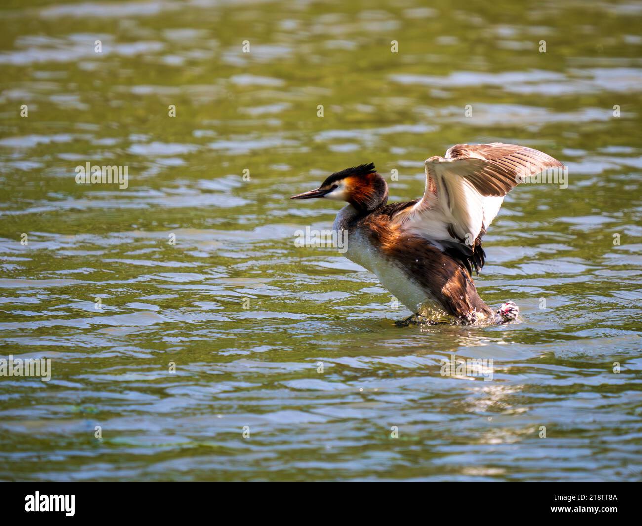 Female Great Crested Grebe with Chicks Stock Photo - Alamy