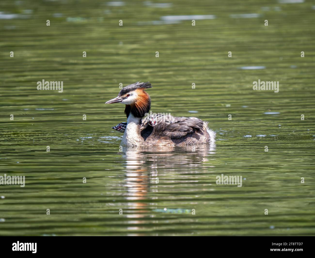 Female Great Crested Grebe with Chicks Stock Photo - Alamy