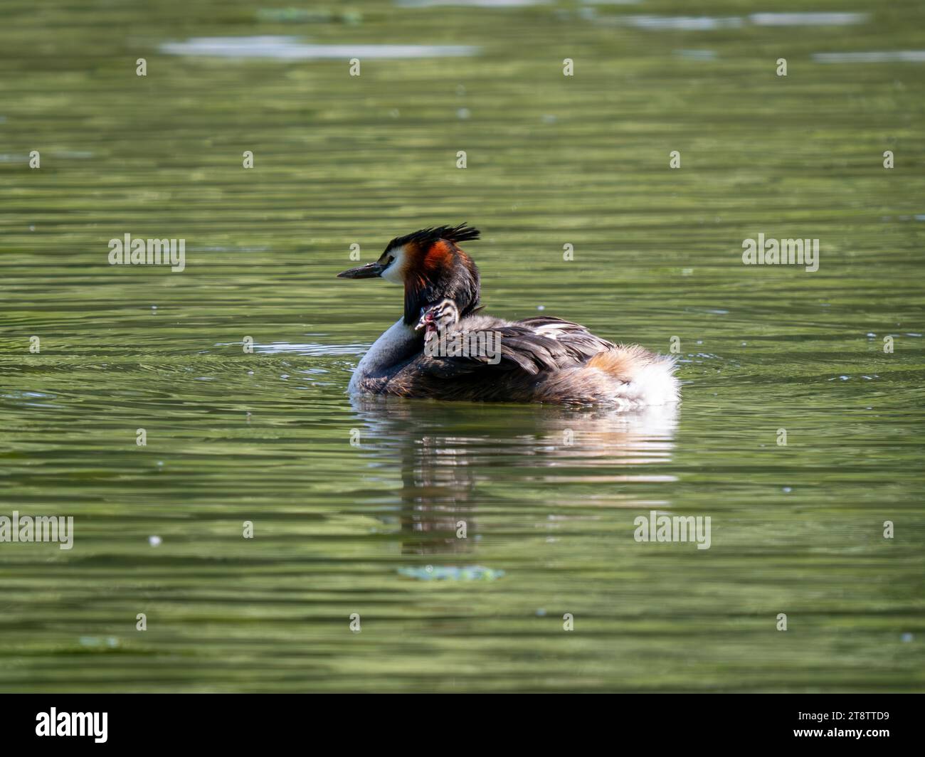 Female Great Crested Grebe with Chicks Stock Photo - Alamy