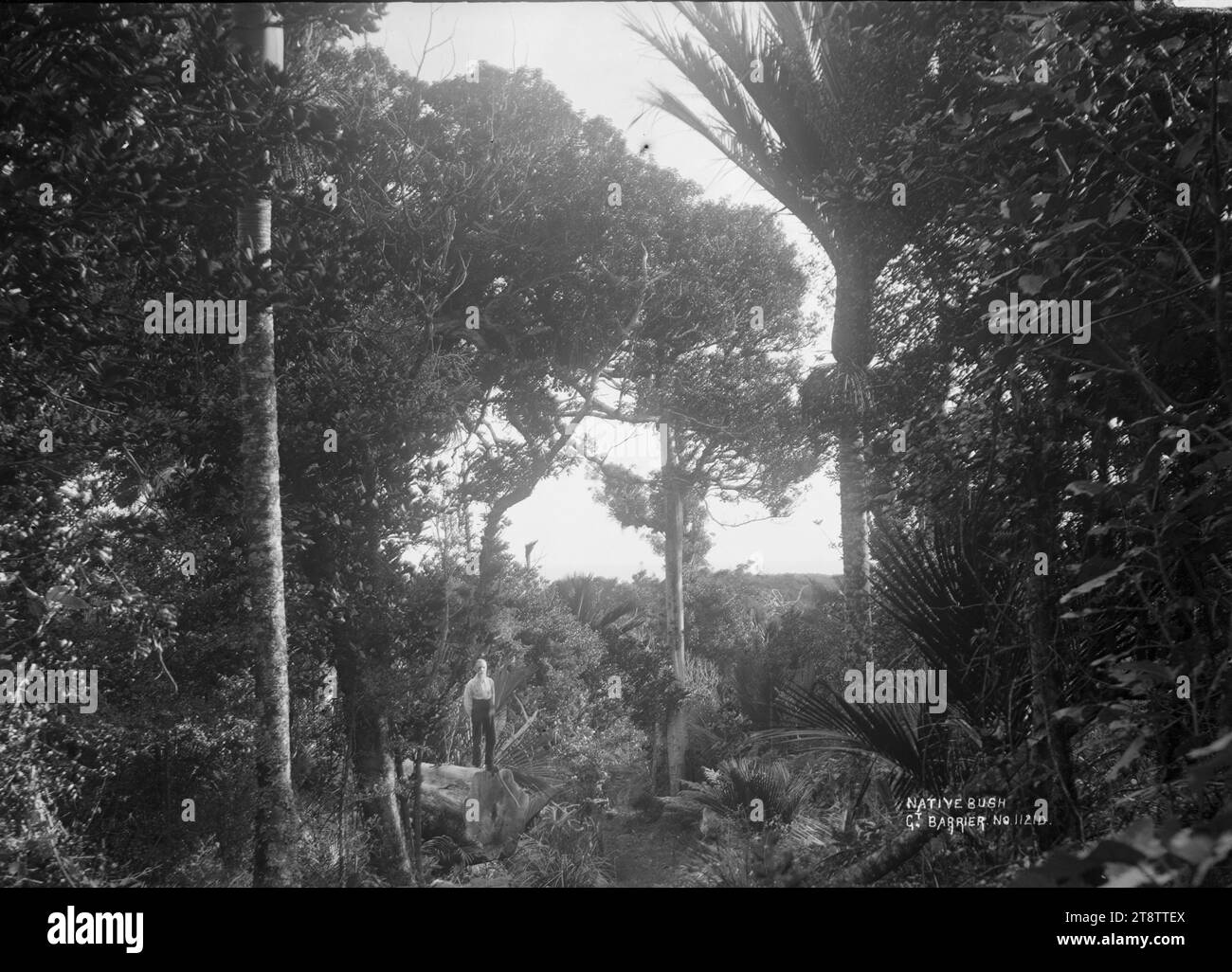 Trunk felled tree on Black and White Stock Photos & Images - Alamy