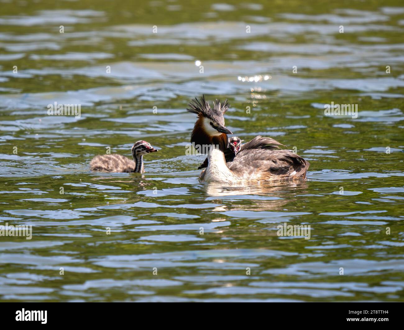 Female Great Crested Grebe with Chicks Stock Photo - Alamy