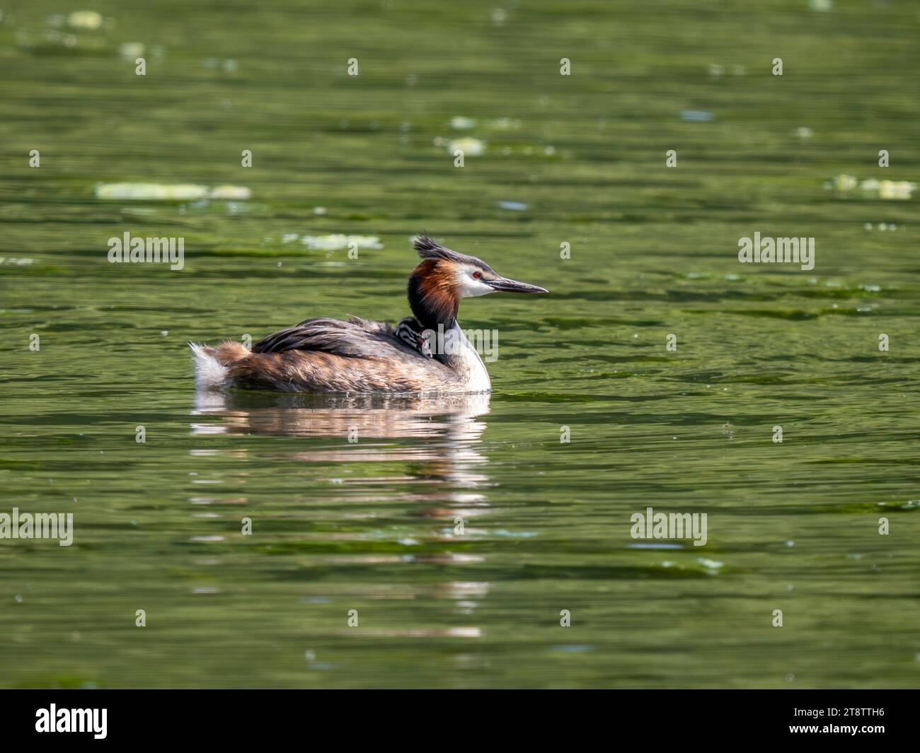 Female Great Crested Grebe with Chicks Stock Photo - Alamy