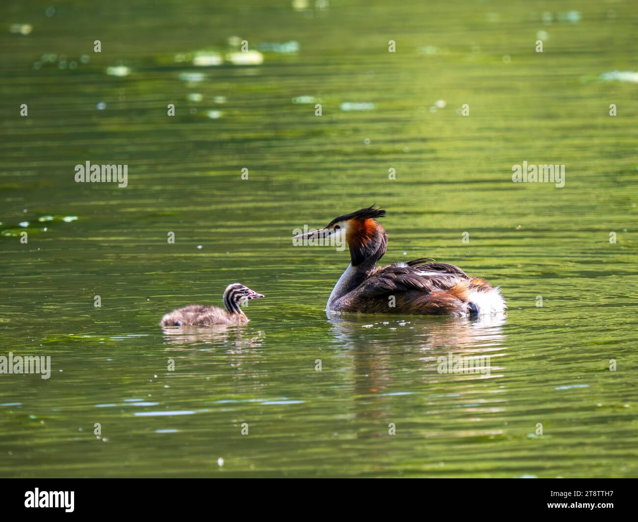 Female Great Crested Grebe with Chicks Stock Photo - Alamy