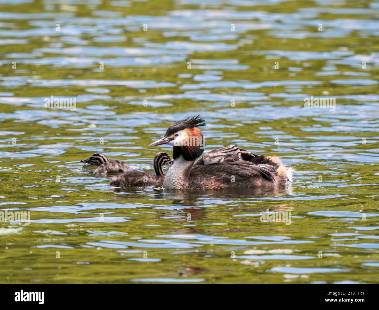 Female Great Crested Grebe with Chicks Stock Photo - Alamy