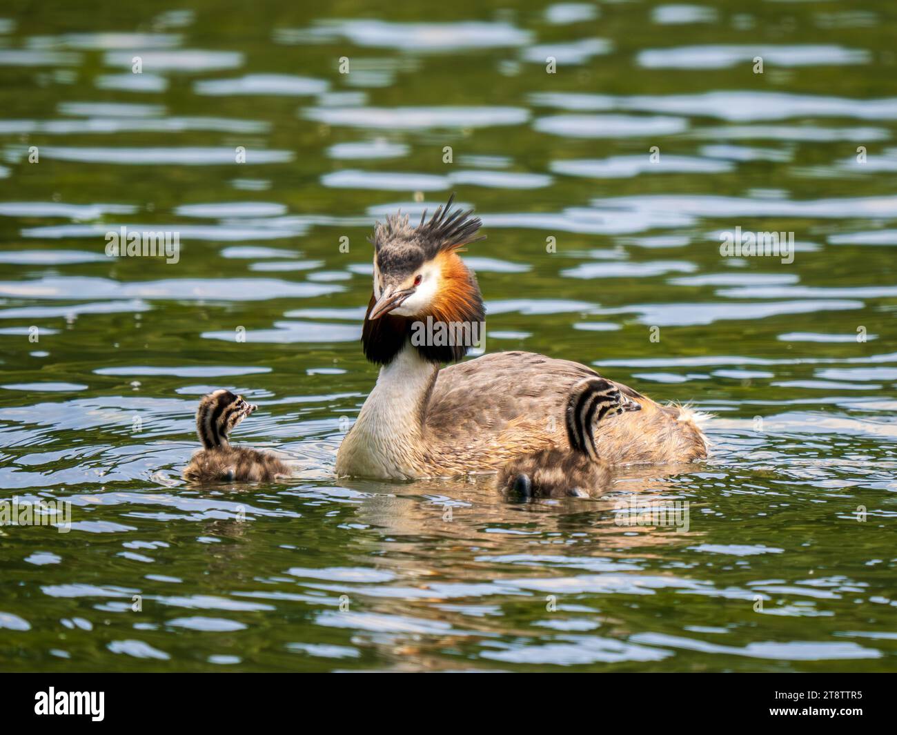 Female Great Crested Grebe with Chicks Stock Photo - Alamy