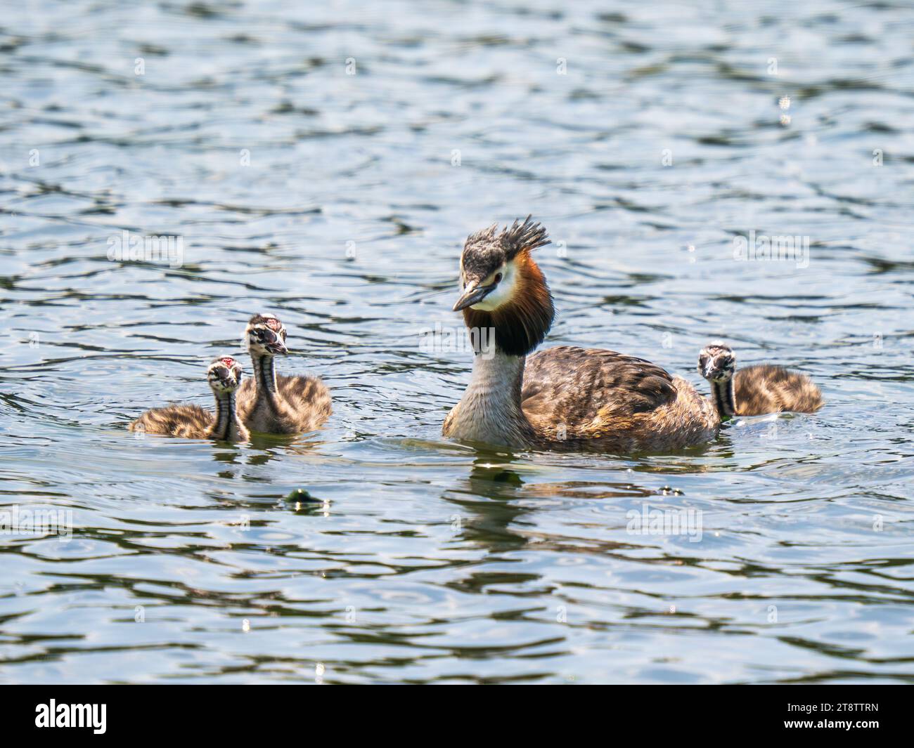 Female Great Crested Grebe with Chicks Stock Photo - Alamy