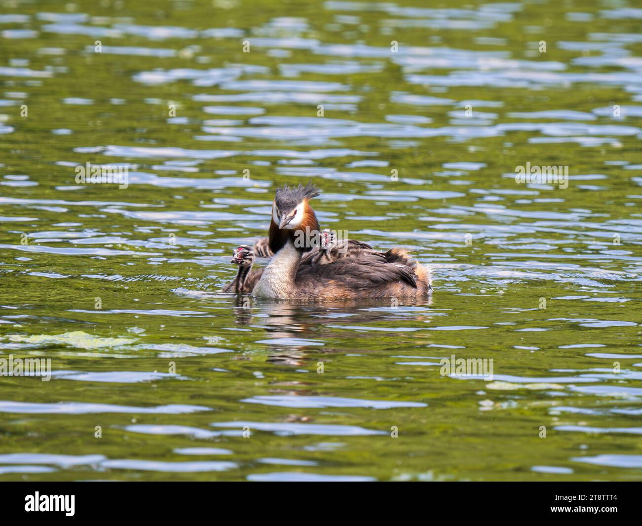 Female Great Crested Grebe with Chicks Stock Photo - Alamy