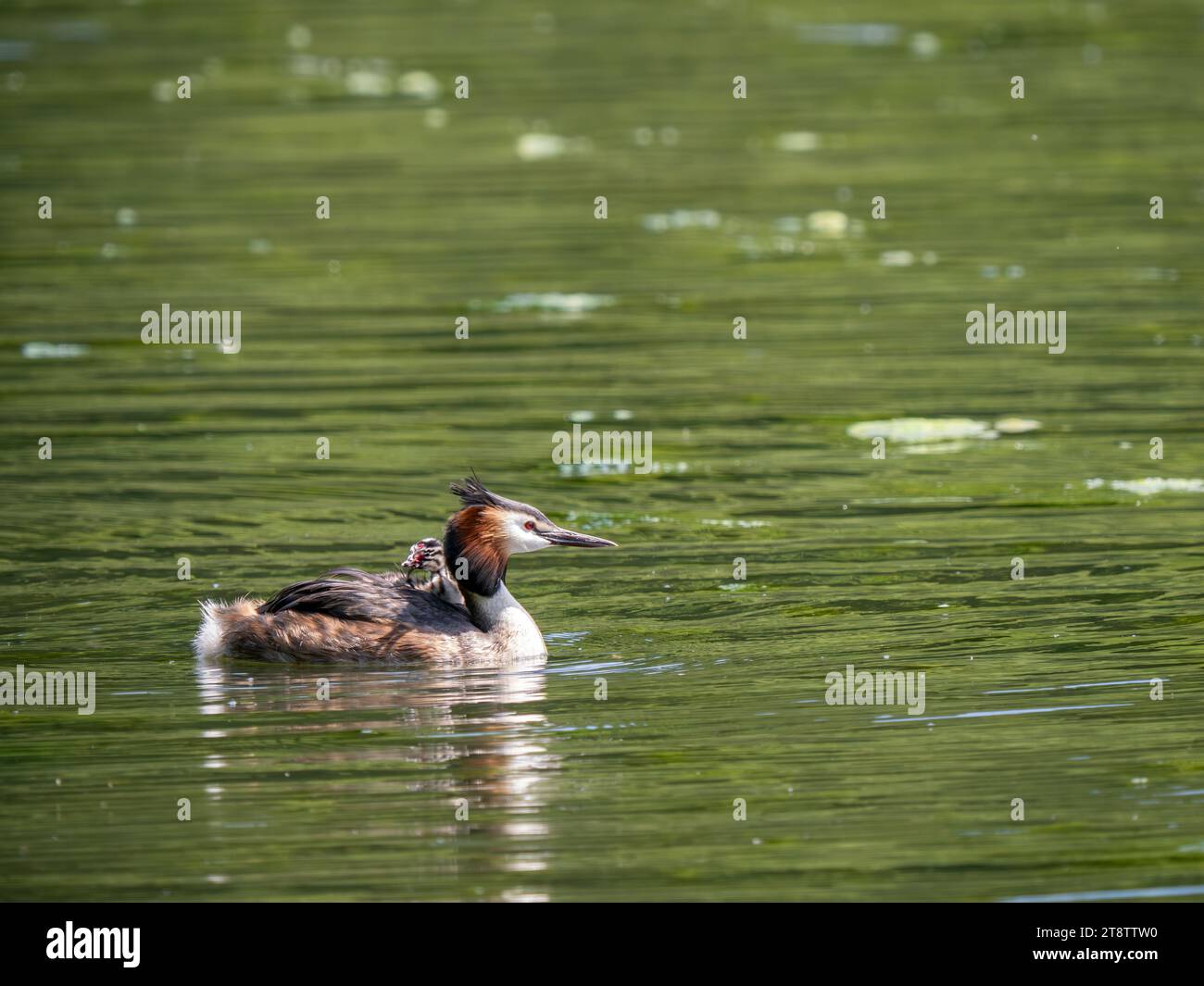 Female Great Crested Grebe with Chicks Stock Photo - Alamy