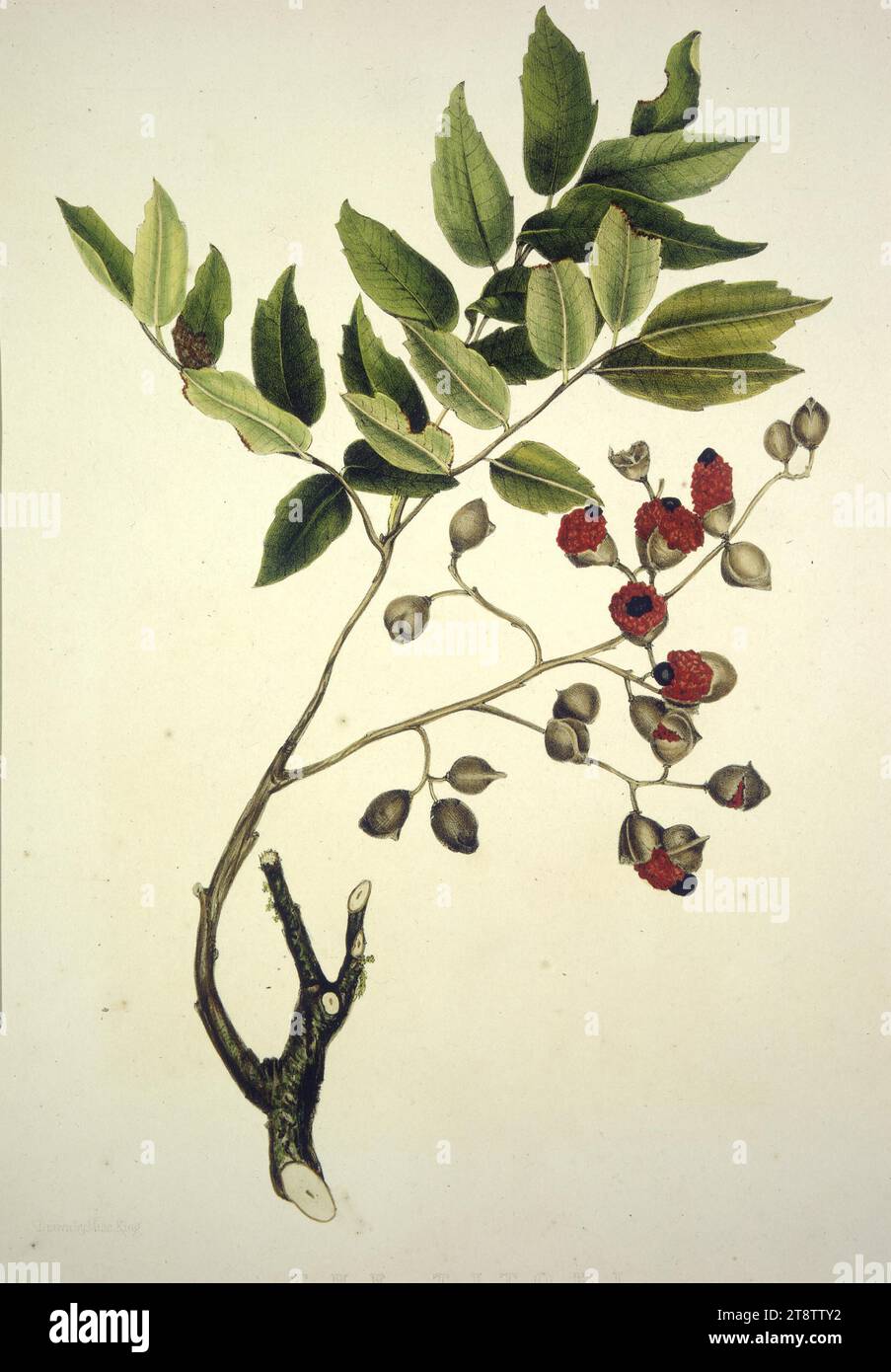 Titoki tree showing leaves hi-res stock photography and images - Alamy