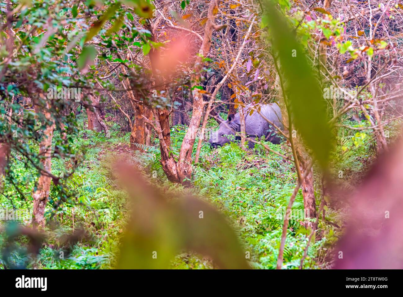 A great Indian rhinoceros foraging in a thickly forested area of the ...