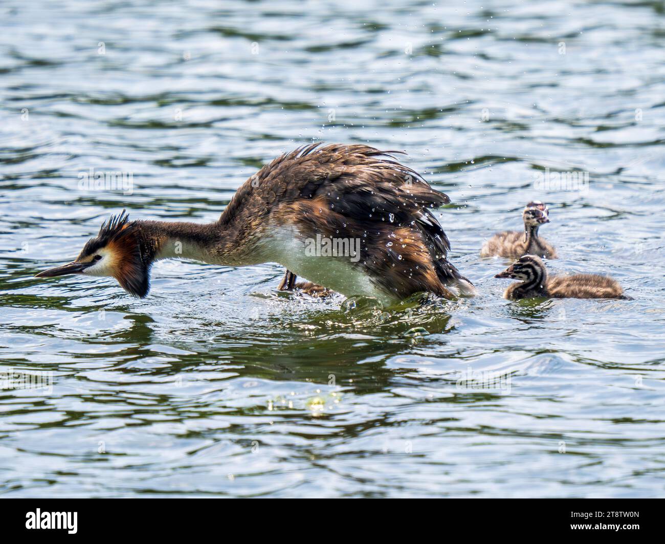 Female Great Crested Grebe with Chicks Stock Photo - Alamy