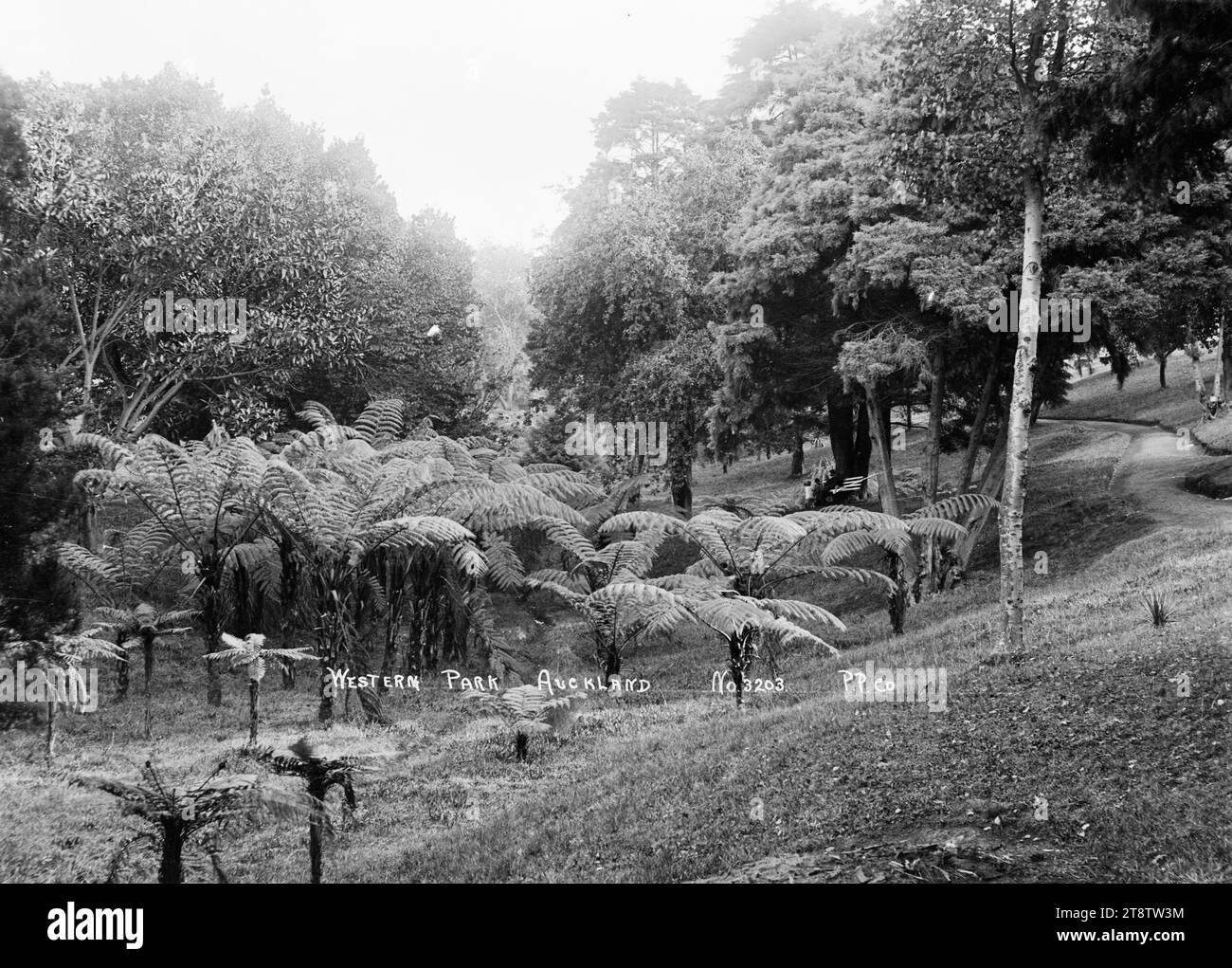 Trees in Western Park, Ponsonby, Auckland, New Zealand, Scene in ...