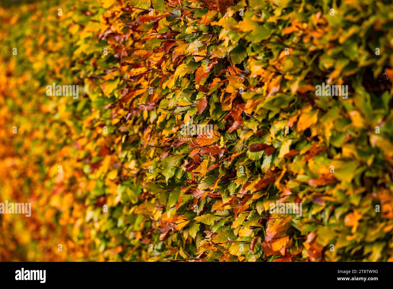 Selective focus along a hornbeam hedge in fall with leaves in green ...