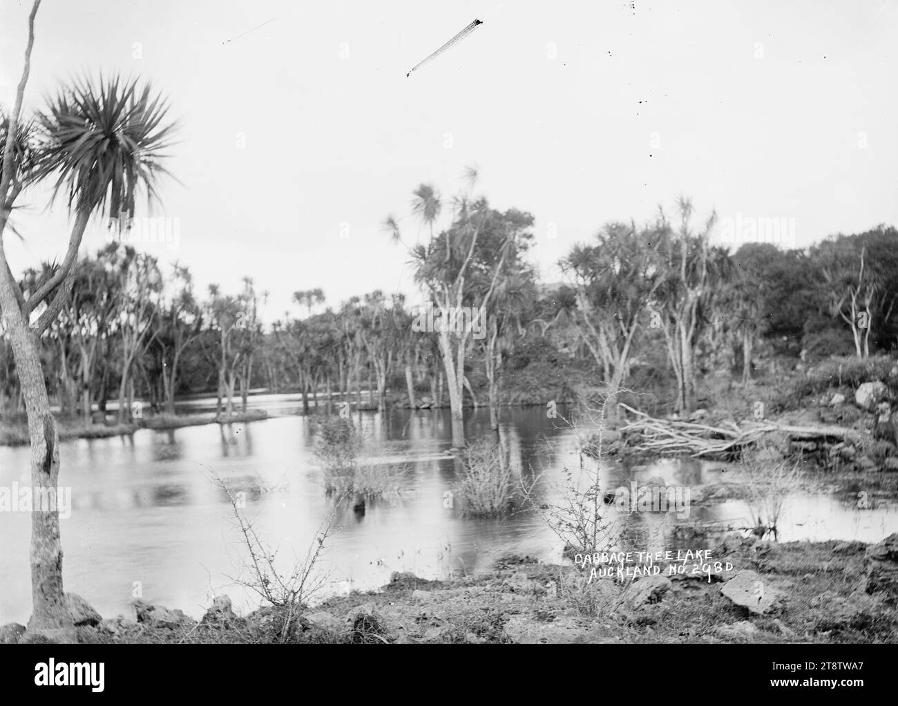 View of Cabbage Tree Lake, Auckland, New Zealand, View of a small lake ...